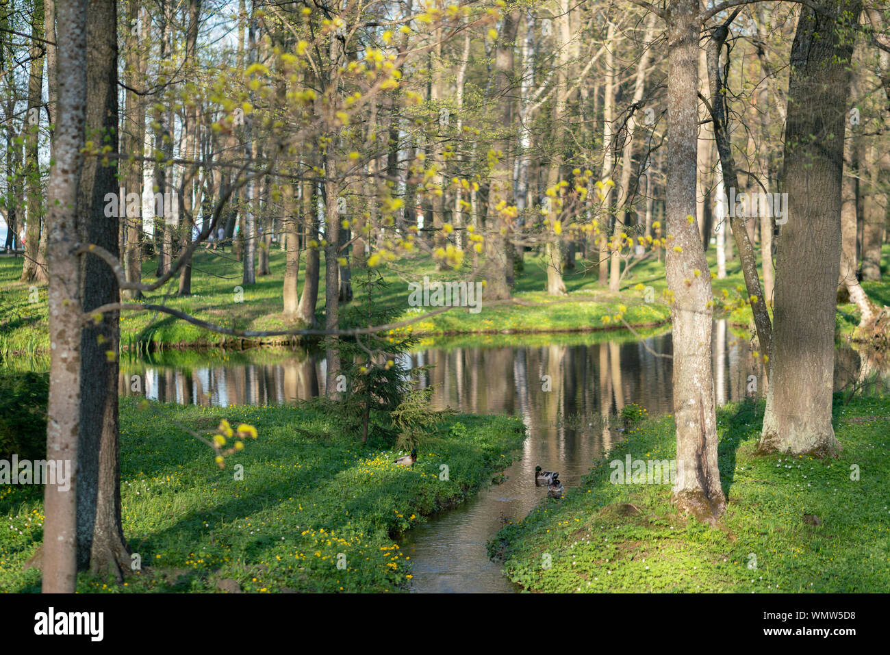 dreamy place with beauty tree near river lake water with nobody here ...