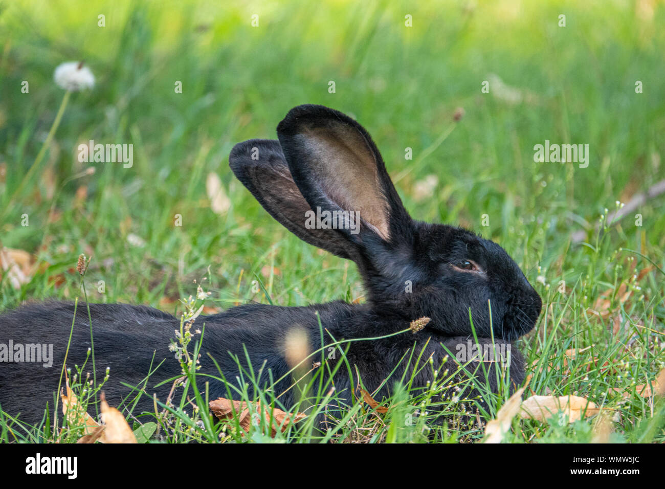 Fluffy white bunny looks camera hi-res stock photography and images - Alamy