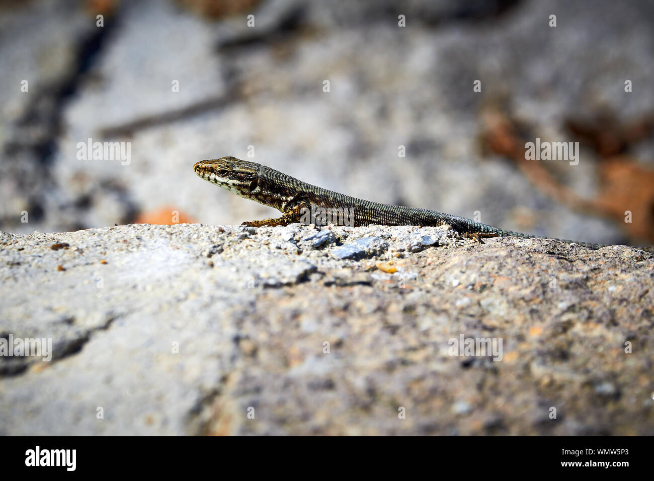 Common wall lizard ( Podarcis muralis ) sunbathing Stock Photo - Alamy