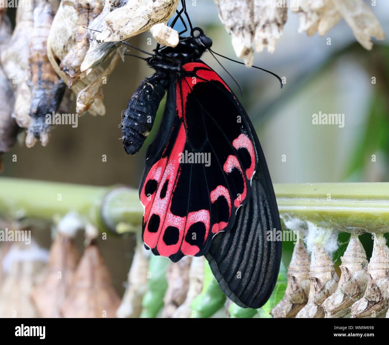 Coming insect hi-res stock photography and images - Alamy