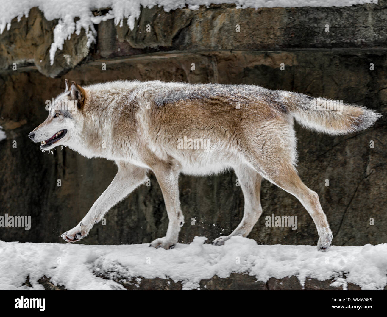 Wolf walking snow hi-res stock photography and images - Alamy