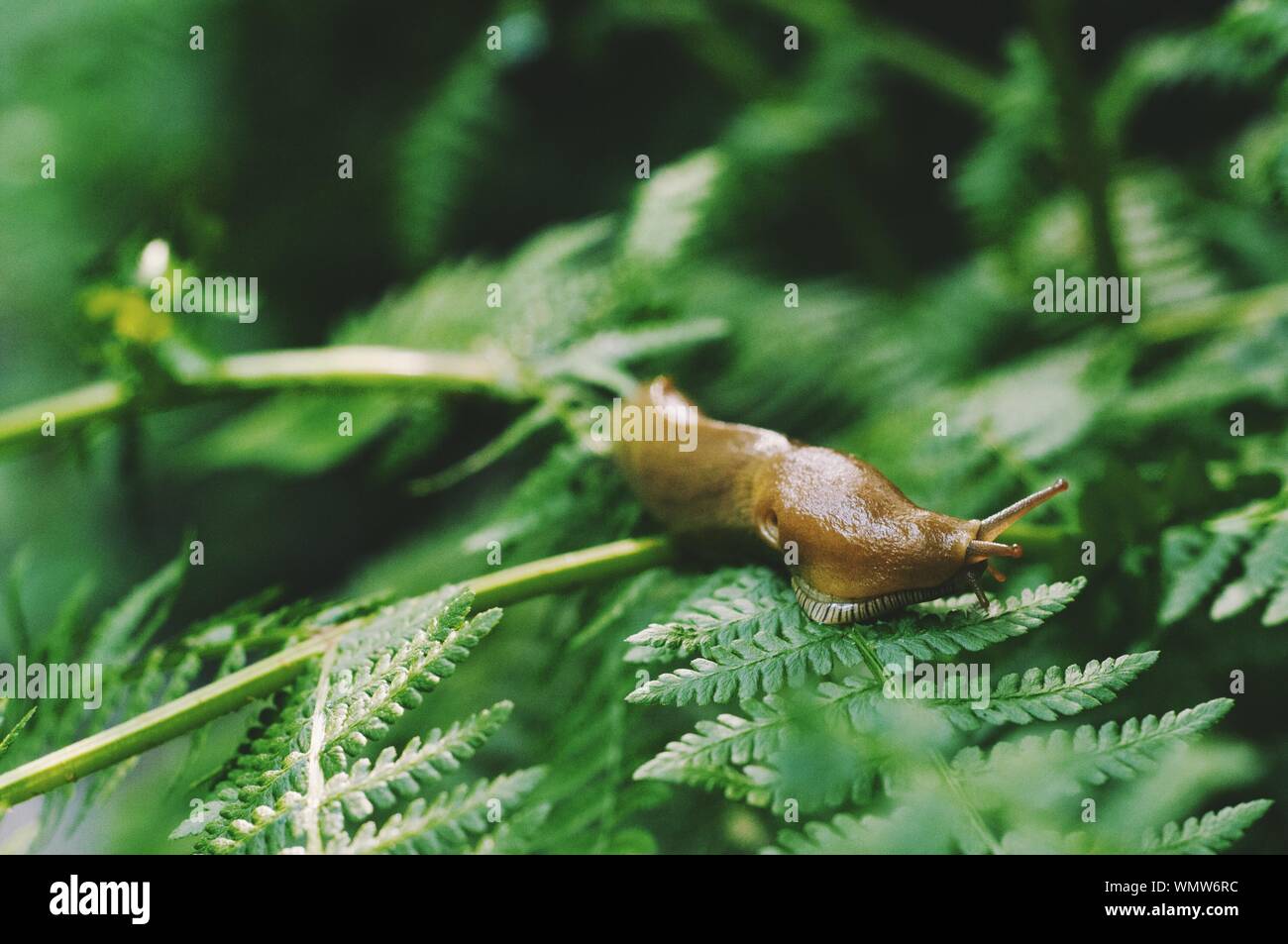 Side slug hi-res stock photography and images - Alamy
