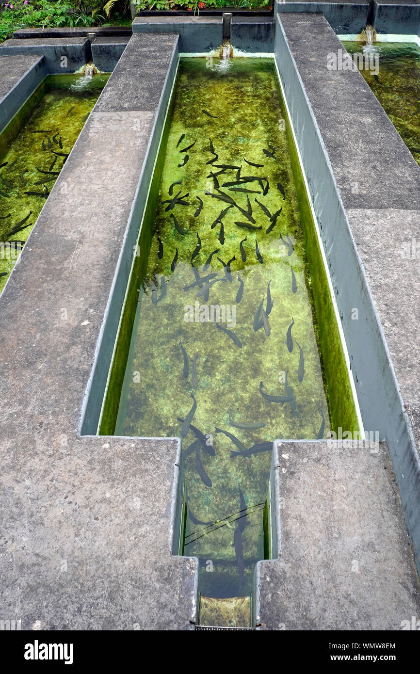 Aquaculture Tanks High Resolution Stock Photography and Images - Alamy