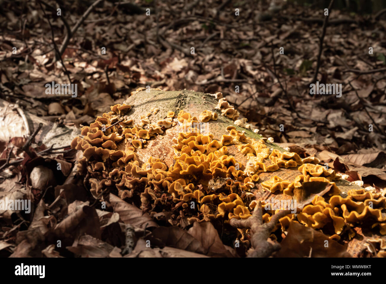 in a forest on a dead tree trunk a yellow sulfur-porous tree fungus ...