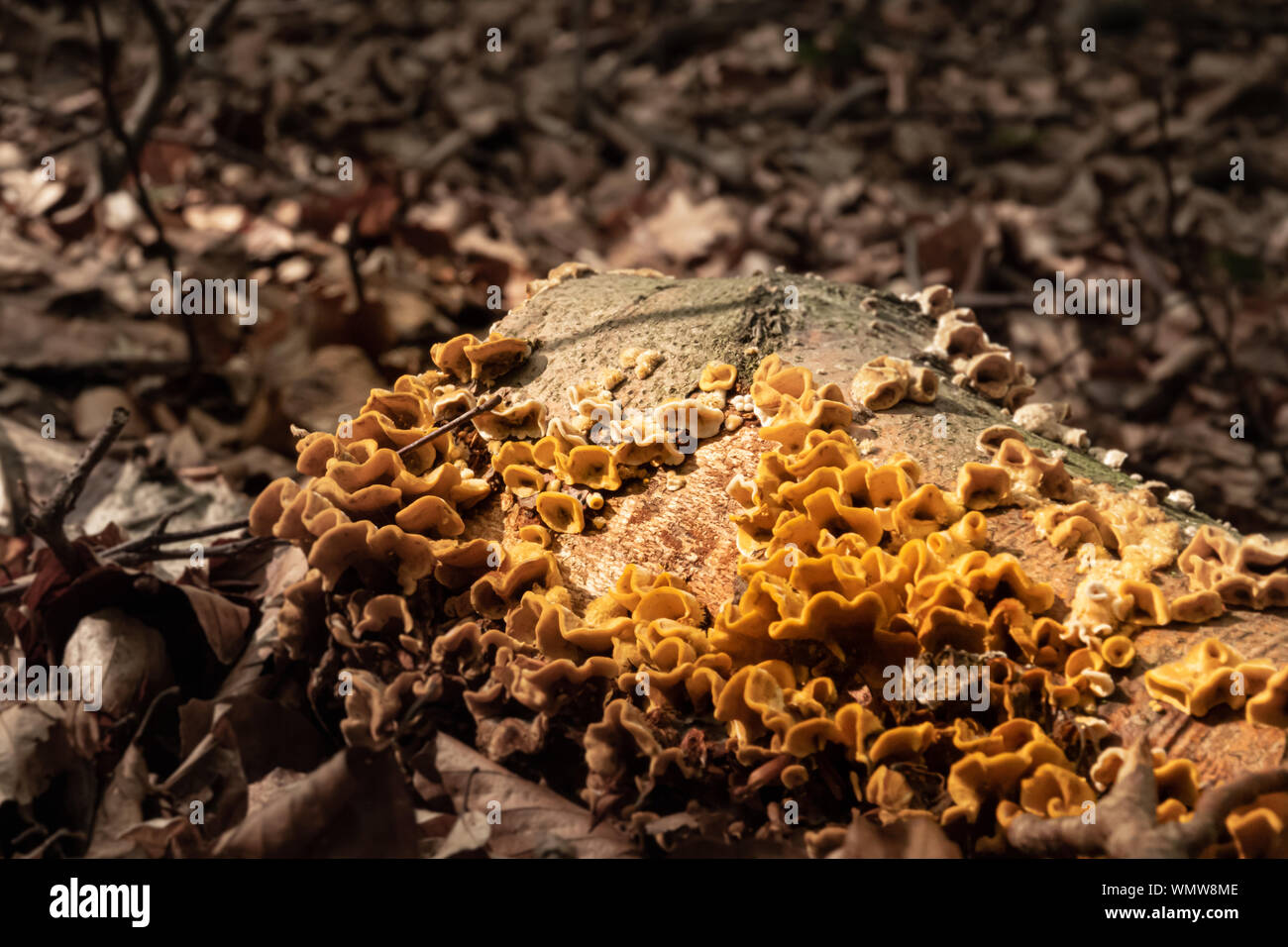 in a forest on a dead tree trunk a yellow sulfur-porous tree fungus ...