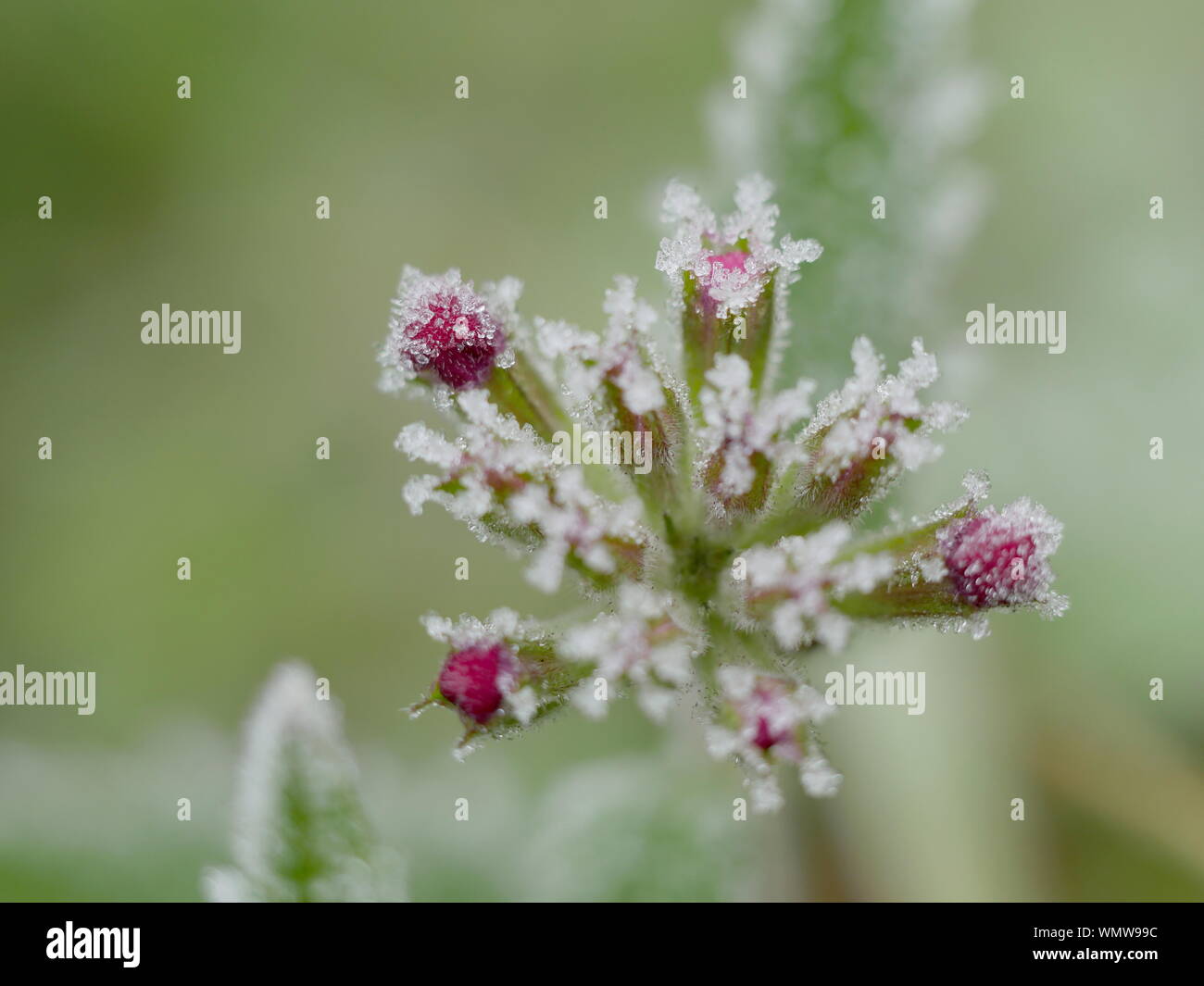 Frost flower plant hi-res stock photography and images - Alamy