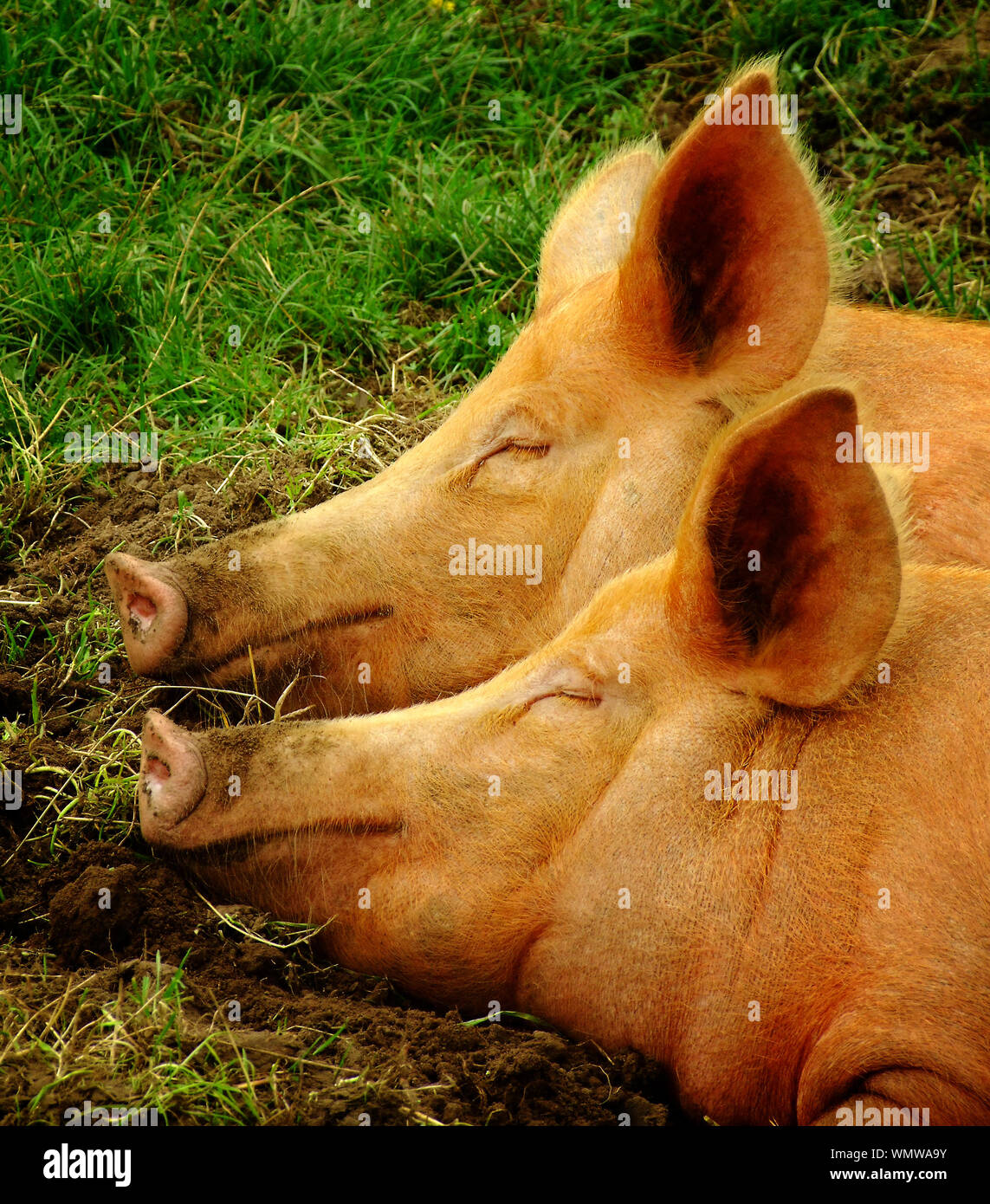 Two Sleeping Pigs High Resolution Stock Photography and Images - Alamy