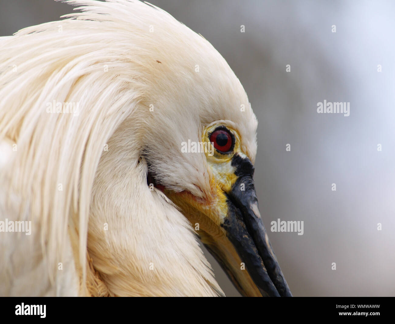 Detail of face of Eurasian spoonbill Stock Photo - Alamy