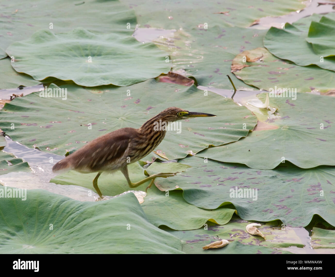 Indian pond heron - Ardeola grayii Stock Photo - Alamy