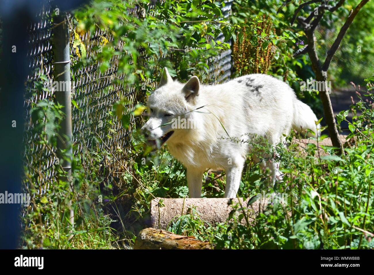 Greenland wolf hi-res stock photography and images - Alamy