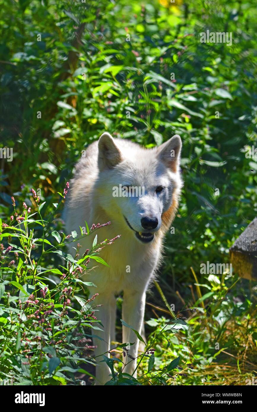 White wolf in eastern Canada Stock Photo - Alamy