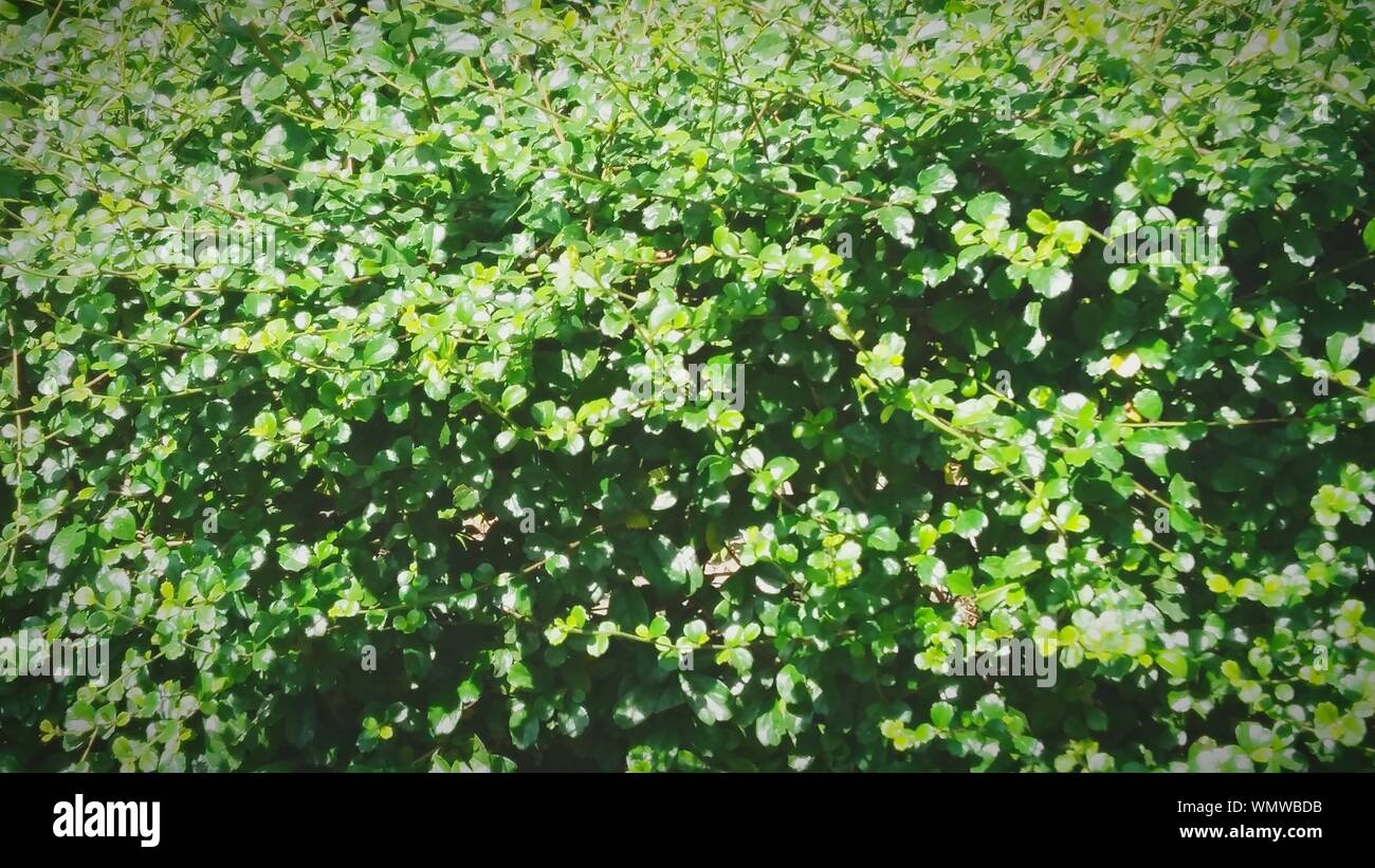 Full of bushes hi-res stock photography and images - Alamy