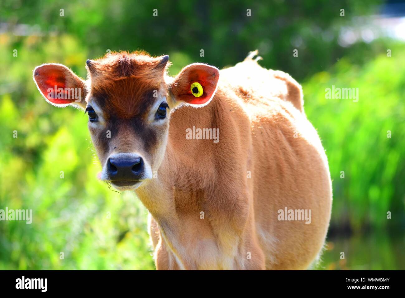 Little calf in the sunshine Stock Photo - Alamy