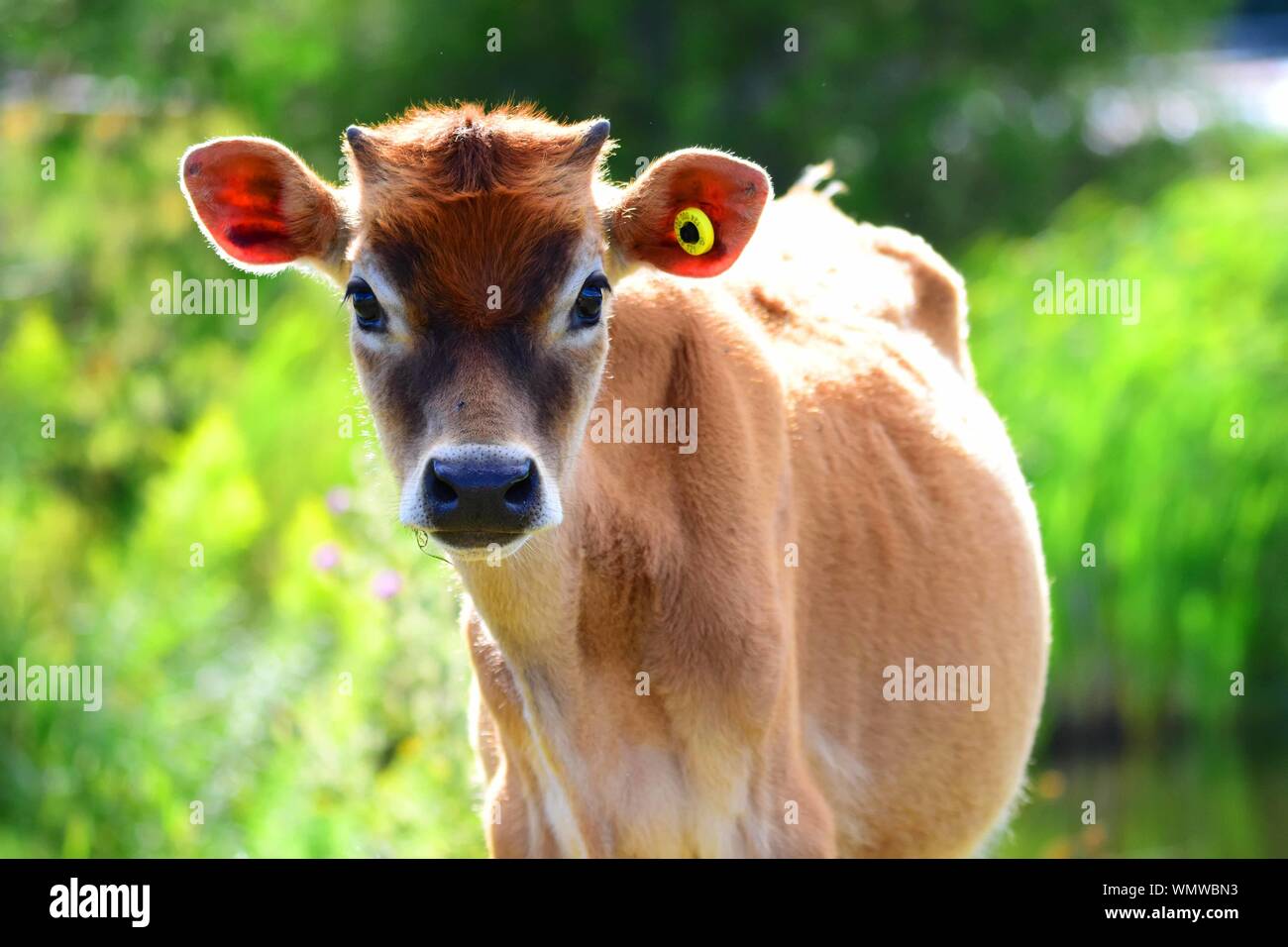 Little calf in the sunshine Stock Photo - Alamy