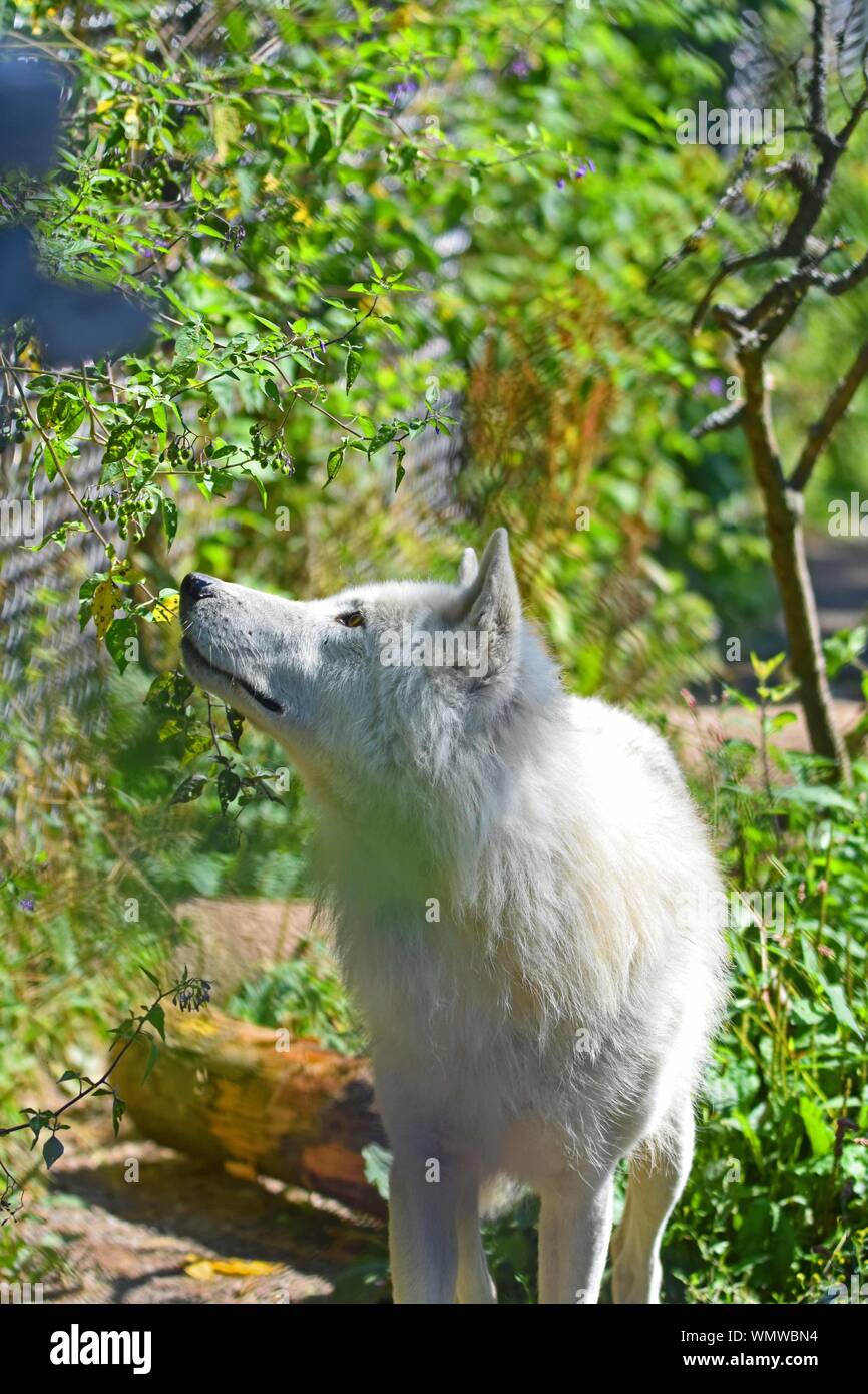 Eastern canadian wolf hi-res stock photography and images - Alamy