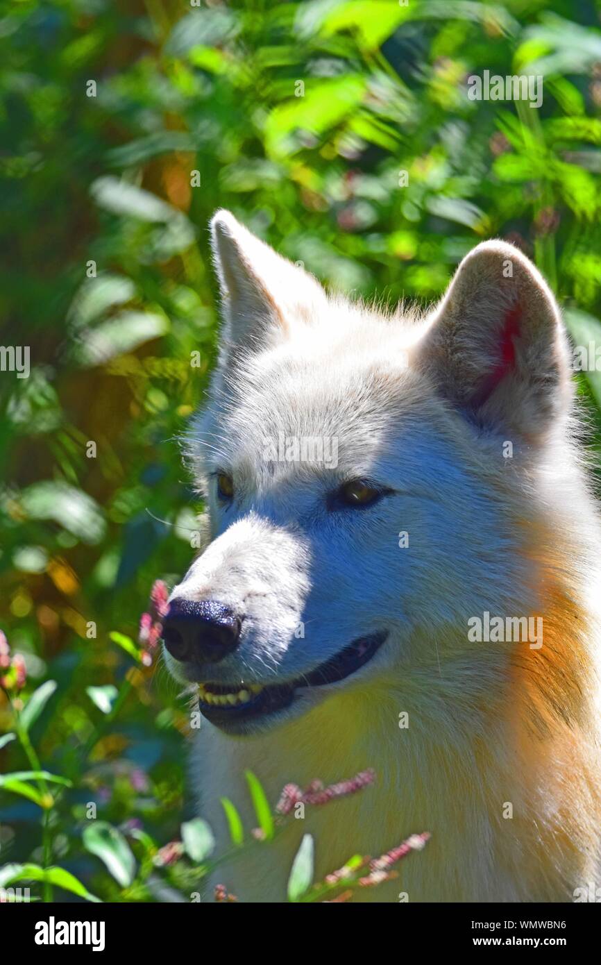 Wolf Cub High Resolution Stock Photography and Images - Alamy