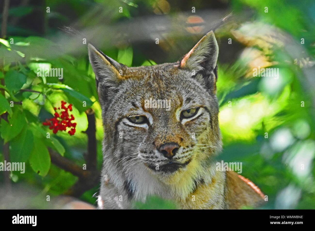 Canada lynx in snow hi-res stock photography and images - Alamy
