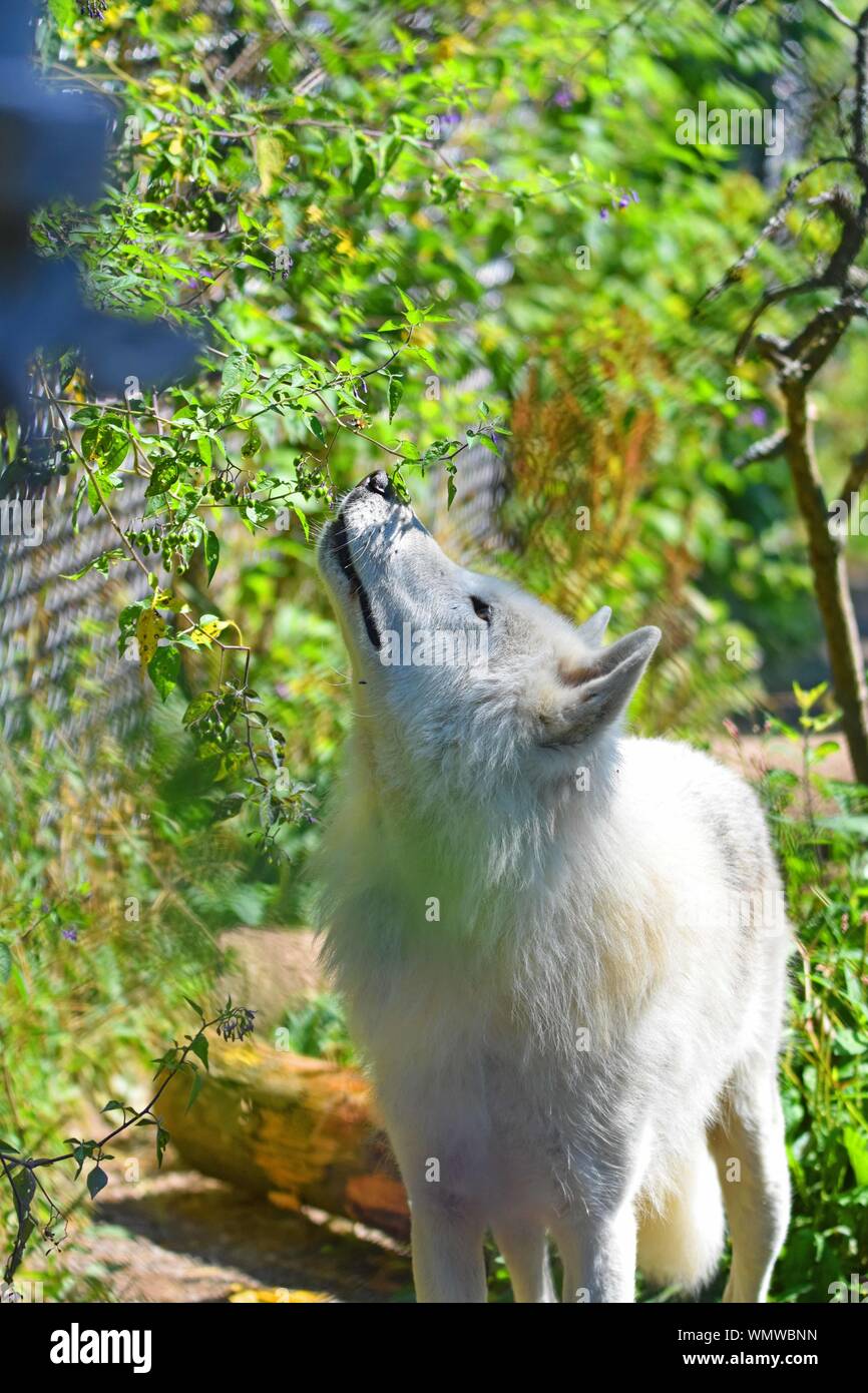 Plant with many subspecies hi-res stock photography and images - Alamy