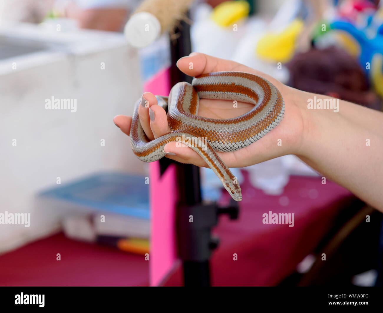 Rosy boa snake hi-res stock photography and images - Alamy