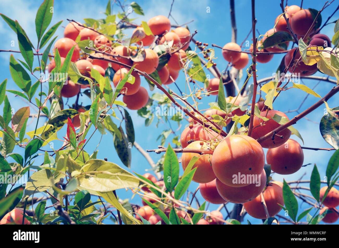 Persimmon tree hi-res stock photography and images - Alamy