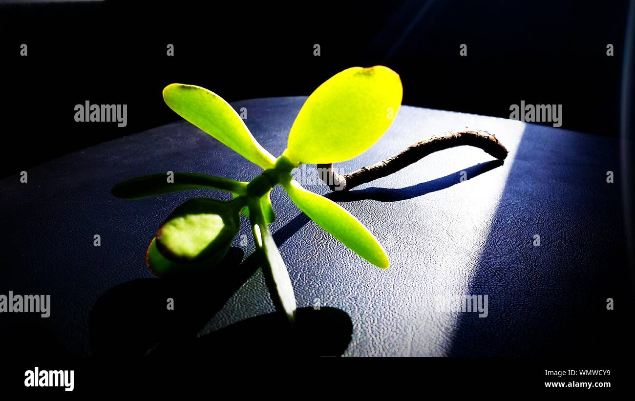 Green plant in sunlight hi-res stock photography and images - Alamy