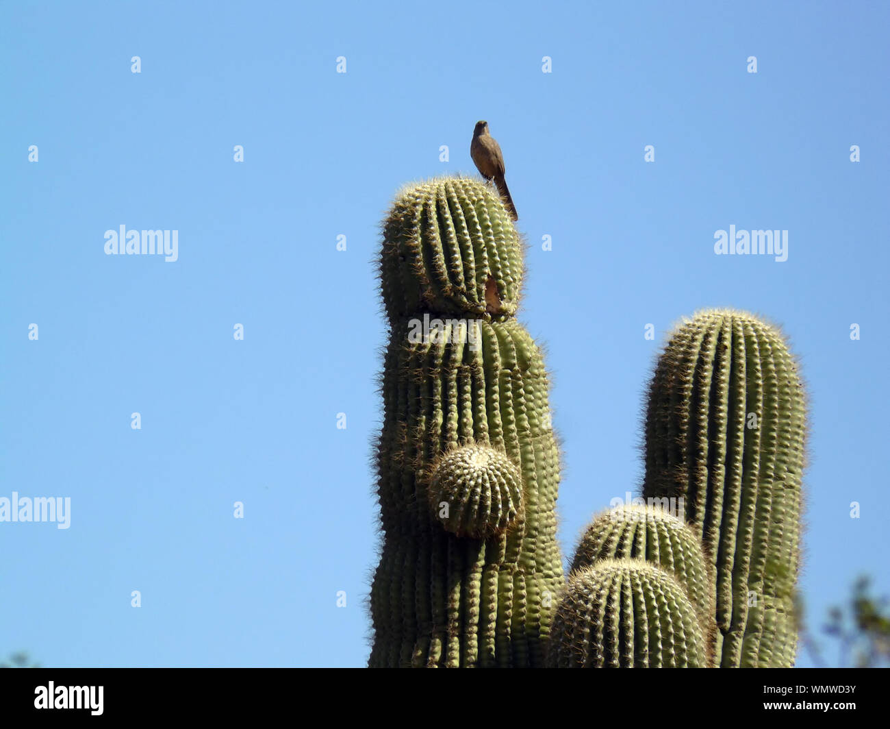 Bird and cactus Stock Photo - Alamy