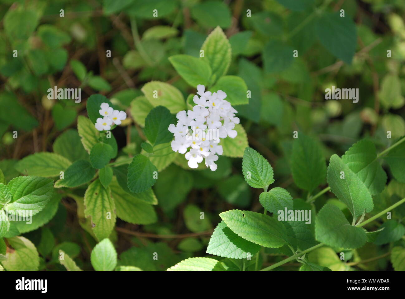 White lantana flower hi-res stock photography and images - Alamy