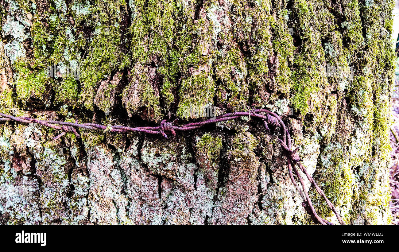 Tree trunk barbed wire hi-res stock photography and images - Alamy