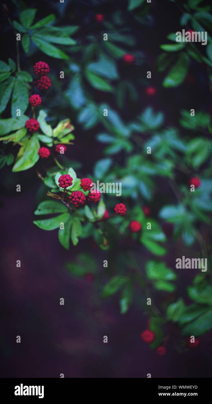 Small Pink Berries High Resolution Stock Photography and Images - Alamy