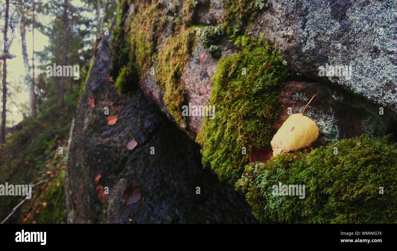 Cliff forest hi-res stock photography and images - Alamy
