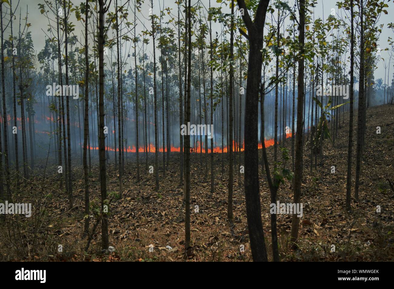 Deforestation fire burning hi-res stock photography and images - Alamy