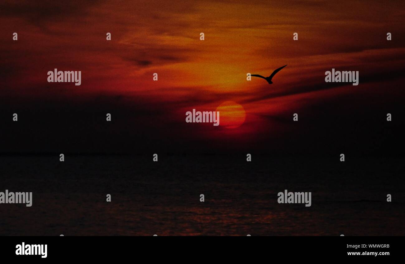 Bird flying into sunset hi-res stock photography and images - Alamy