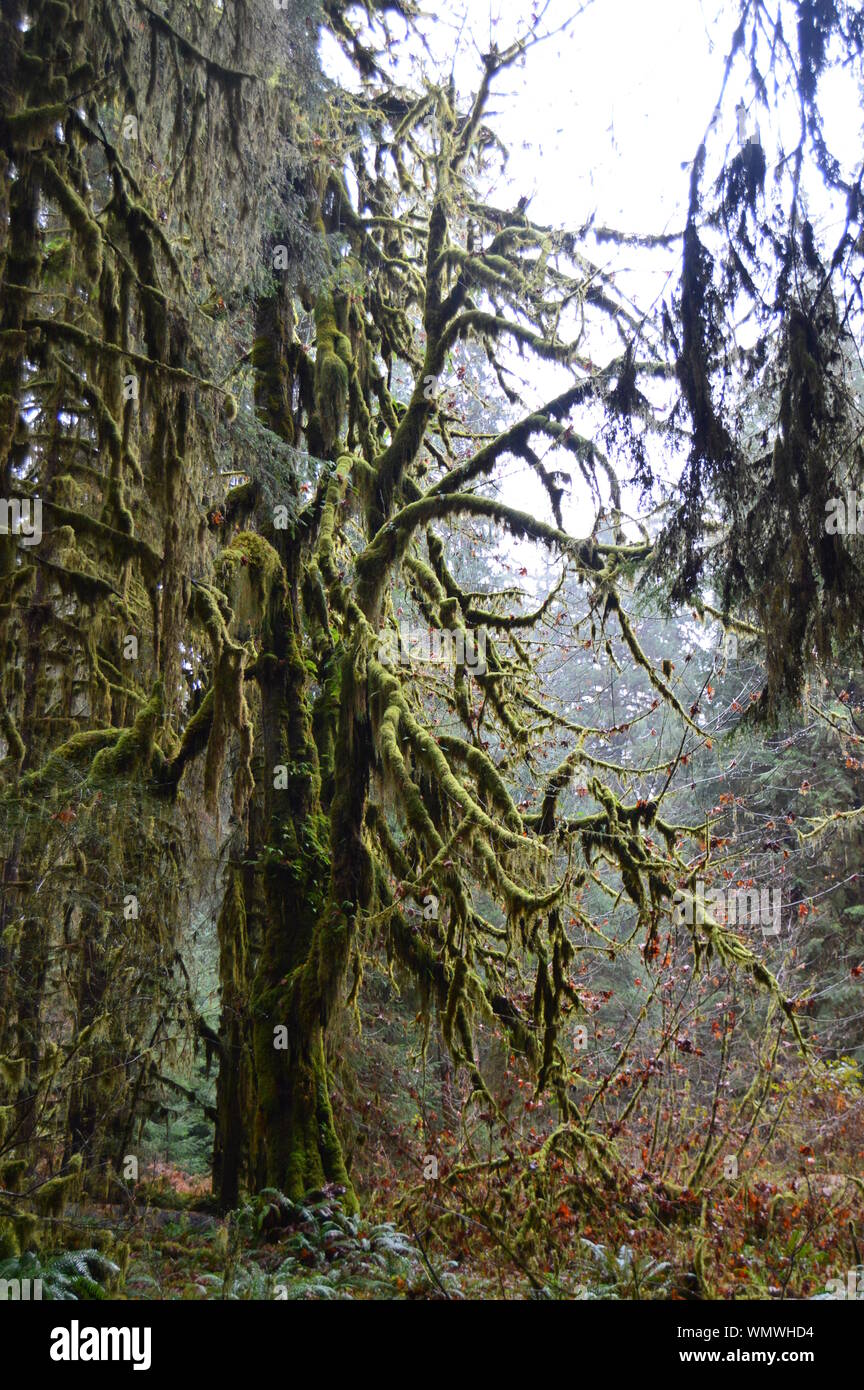 Moss overgrown tree hi-res stock photography and images - Alamy