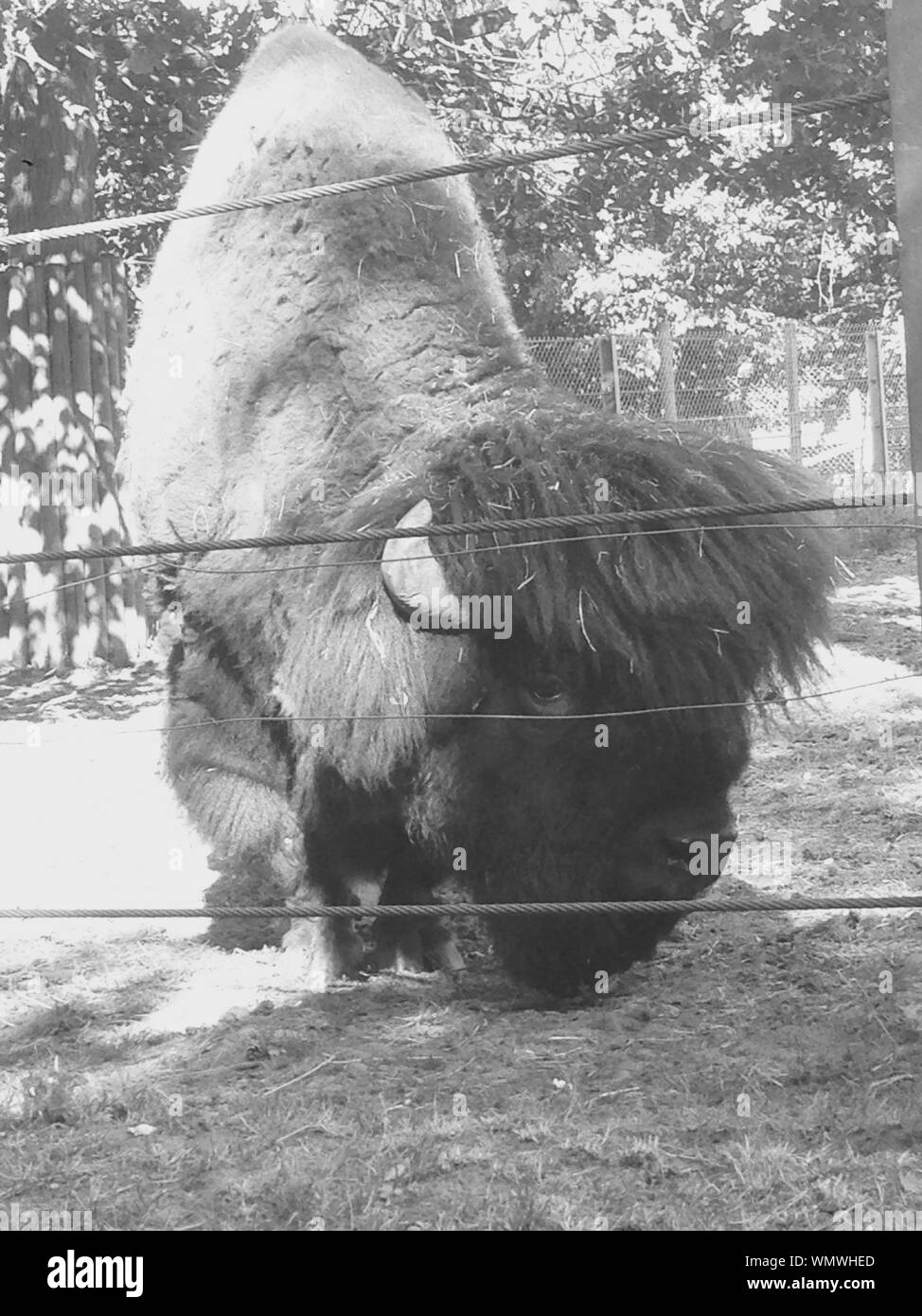 American bison bison bison Black and White Stock Photos & Images - Alamy