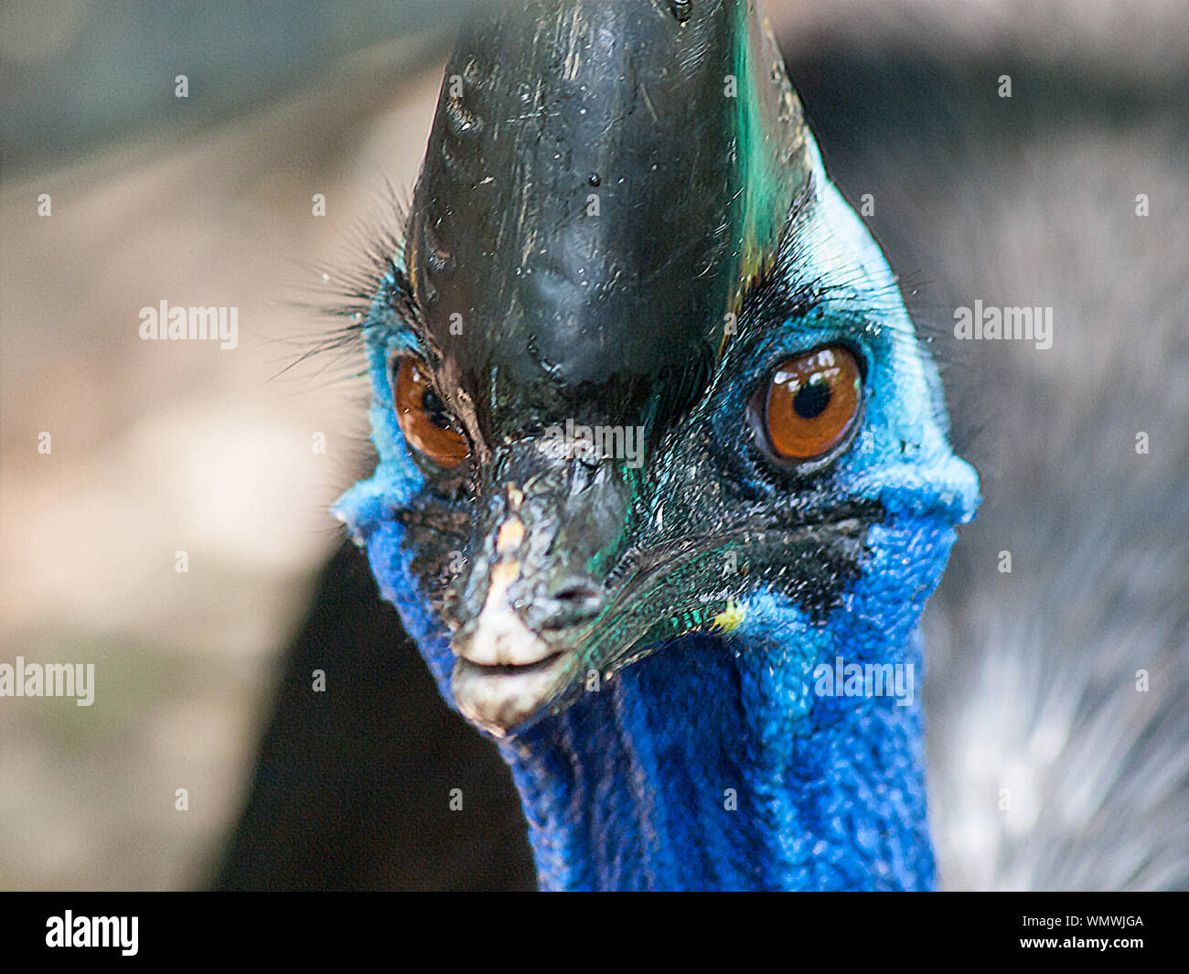 Cassowary crest hi-res stock photography and images - Alamy