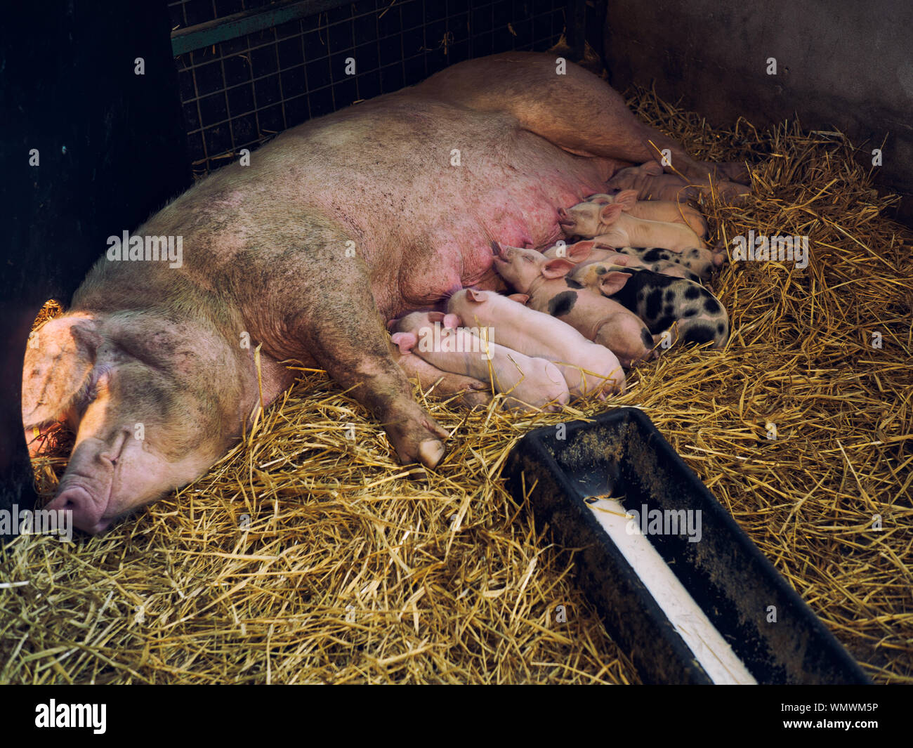 Straw pig hi-res stock photography and images - Alamy