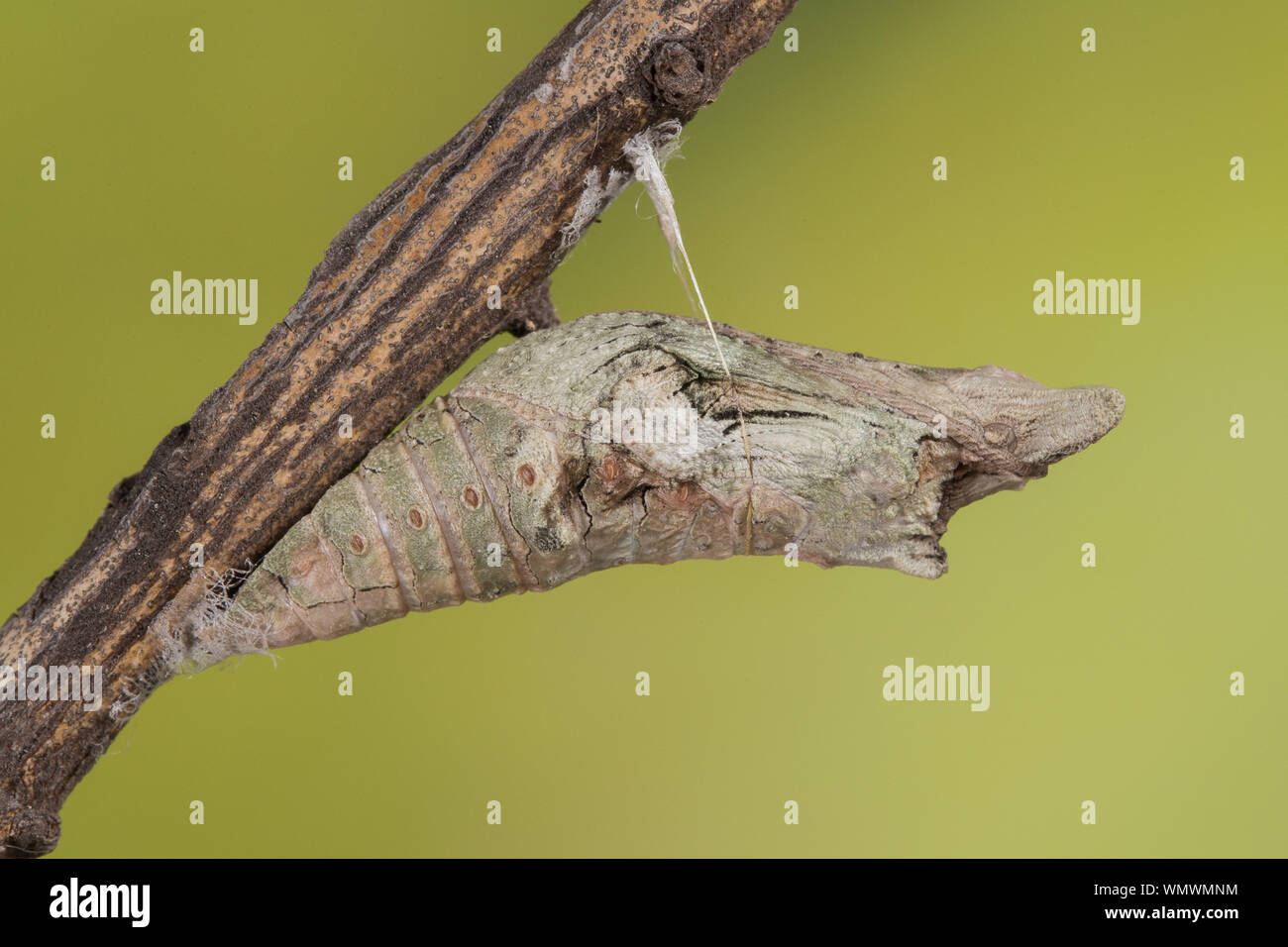 Insect larva in nature hi-res stock photography and images - Alamy