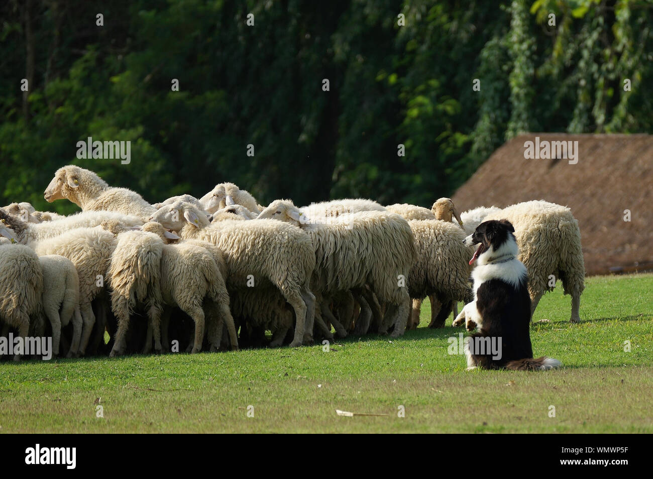 Sheep dog field sheep hi-res stock photography and images - Alamy