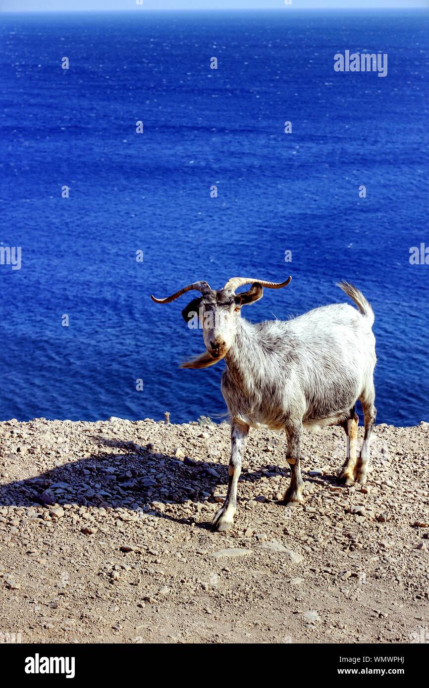 Sea Goat High Resolution Stock Photography and Images - Alamy
