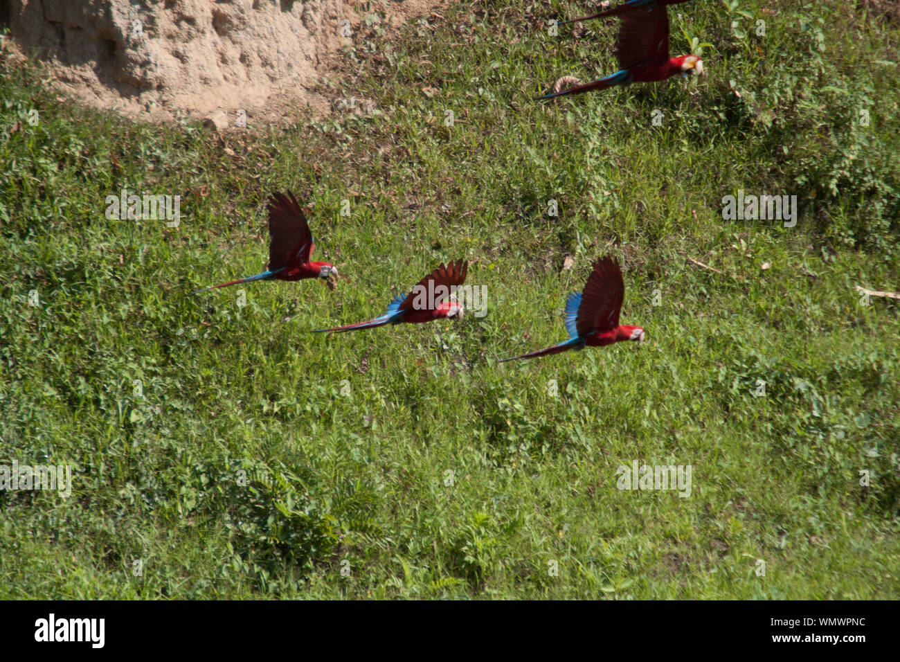Full length of parrots hi-res stock photography and images - Alamy