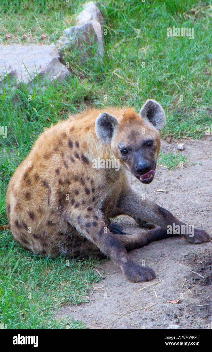 Closeup photo of a hyena. The hyena views the photographer as a piece ...