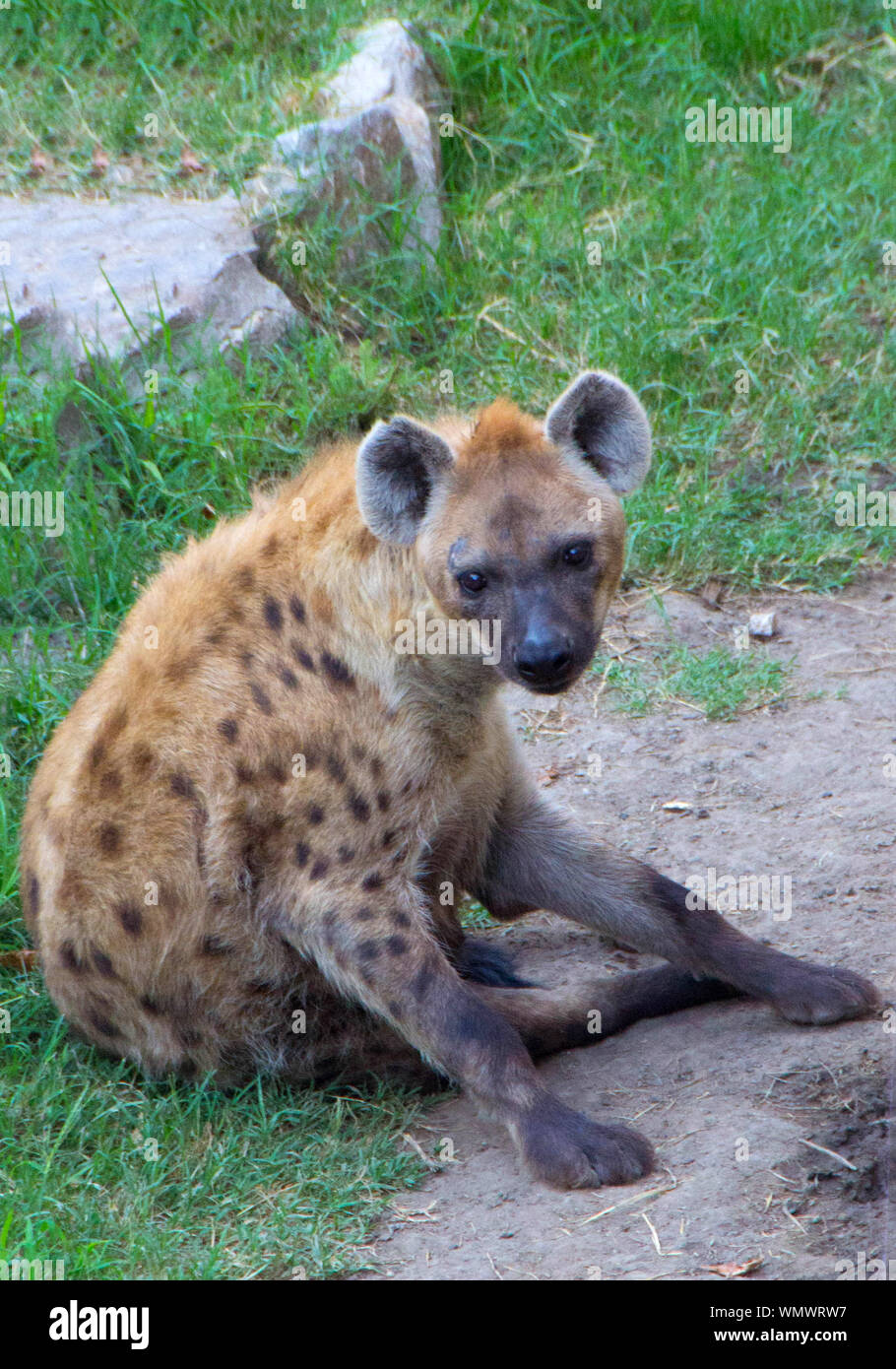 Closeup photo of a hyena. The hyena views the photographer as a piece ...