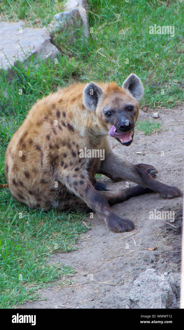 Closeup photo of a hyena. The hyena views the photographer as a piece ...