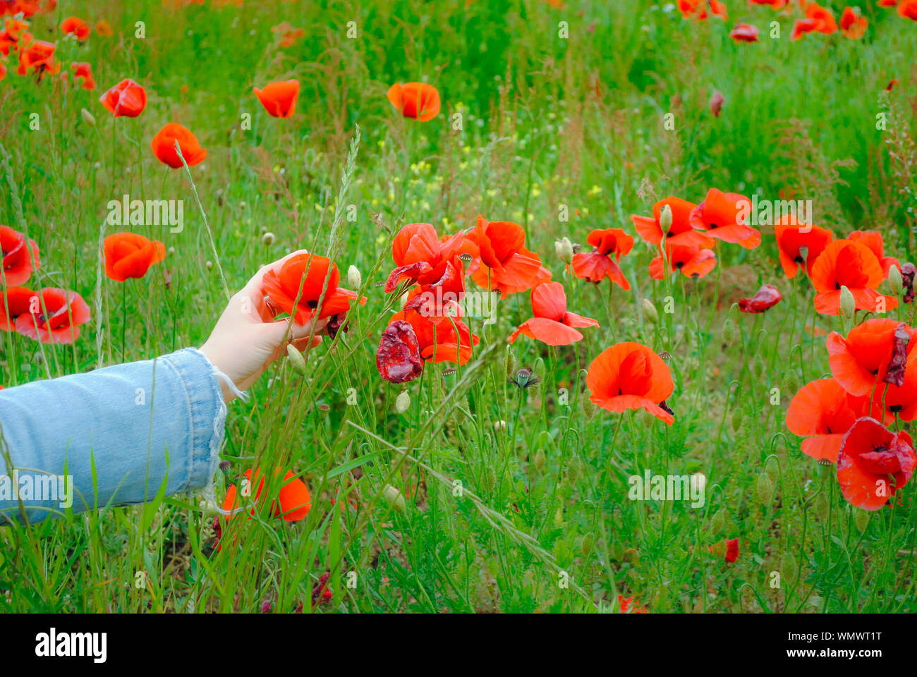 Plucking flower petal hi-res stock photography and images - Alamy
