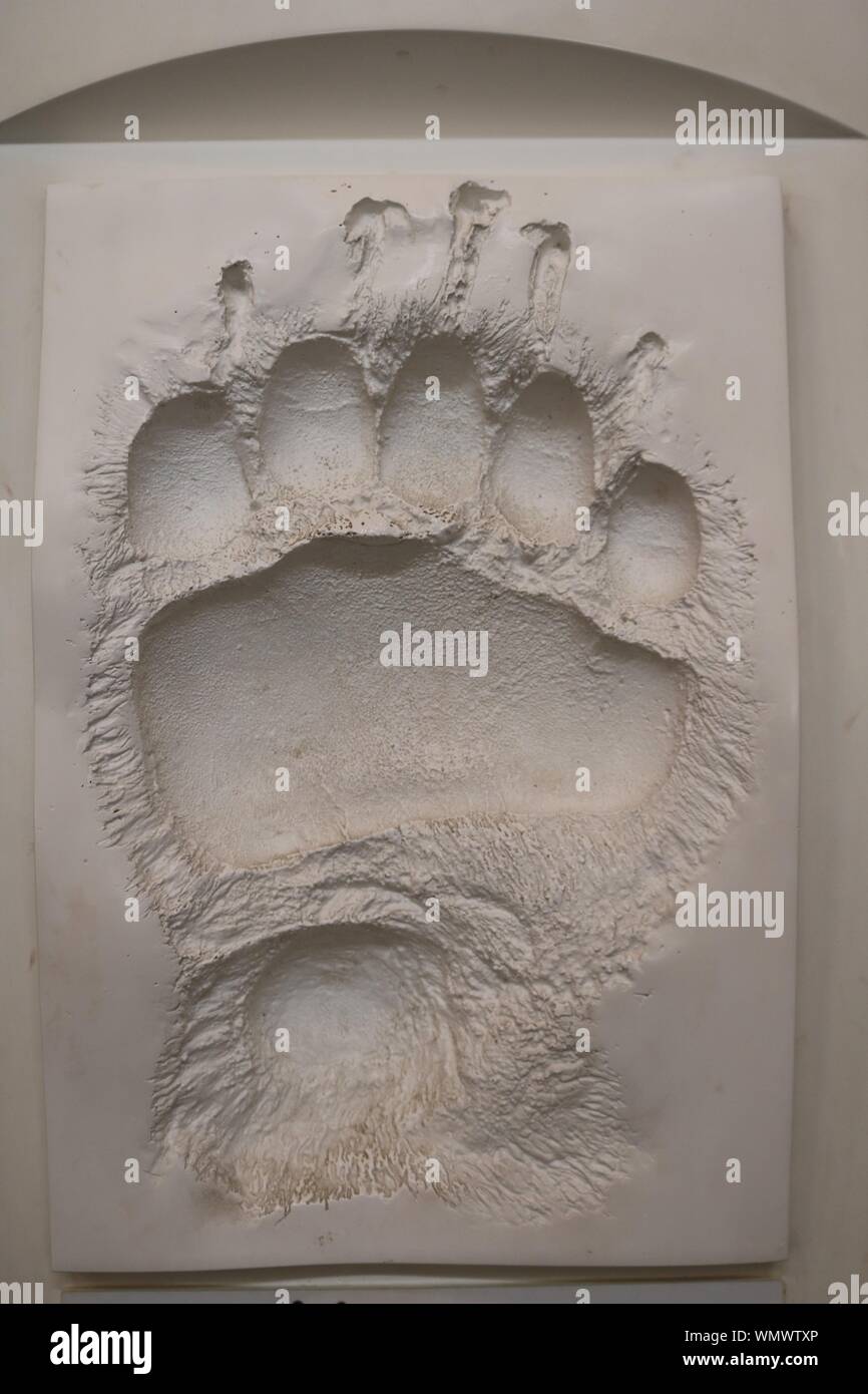 Plaster paw cast hi-res stock photography and images - Alamy