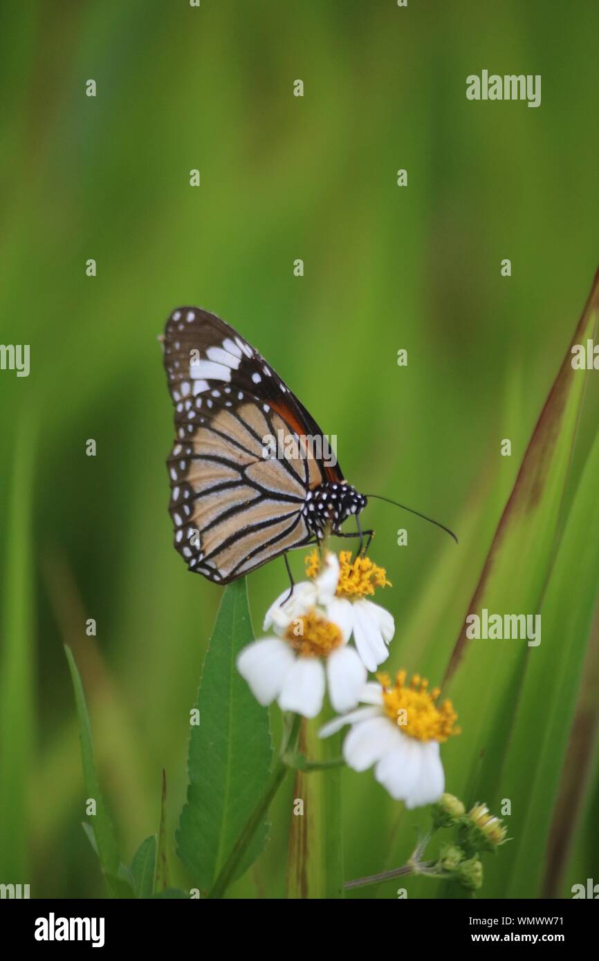 Common tiger butterfly hi-res stock photography and images - Alamy