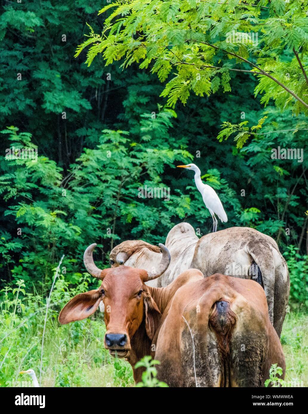 Cow Cattle Egret High Resolution Stock Photography and Images - Alamy