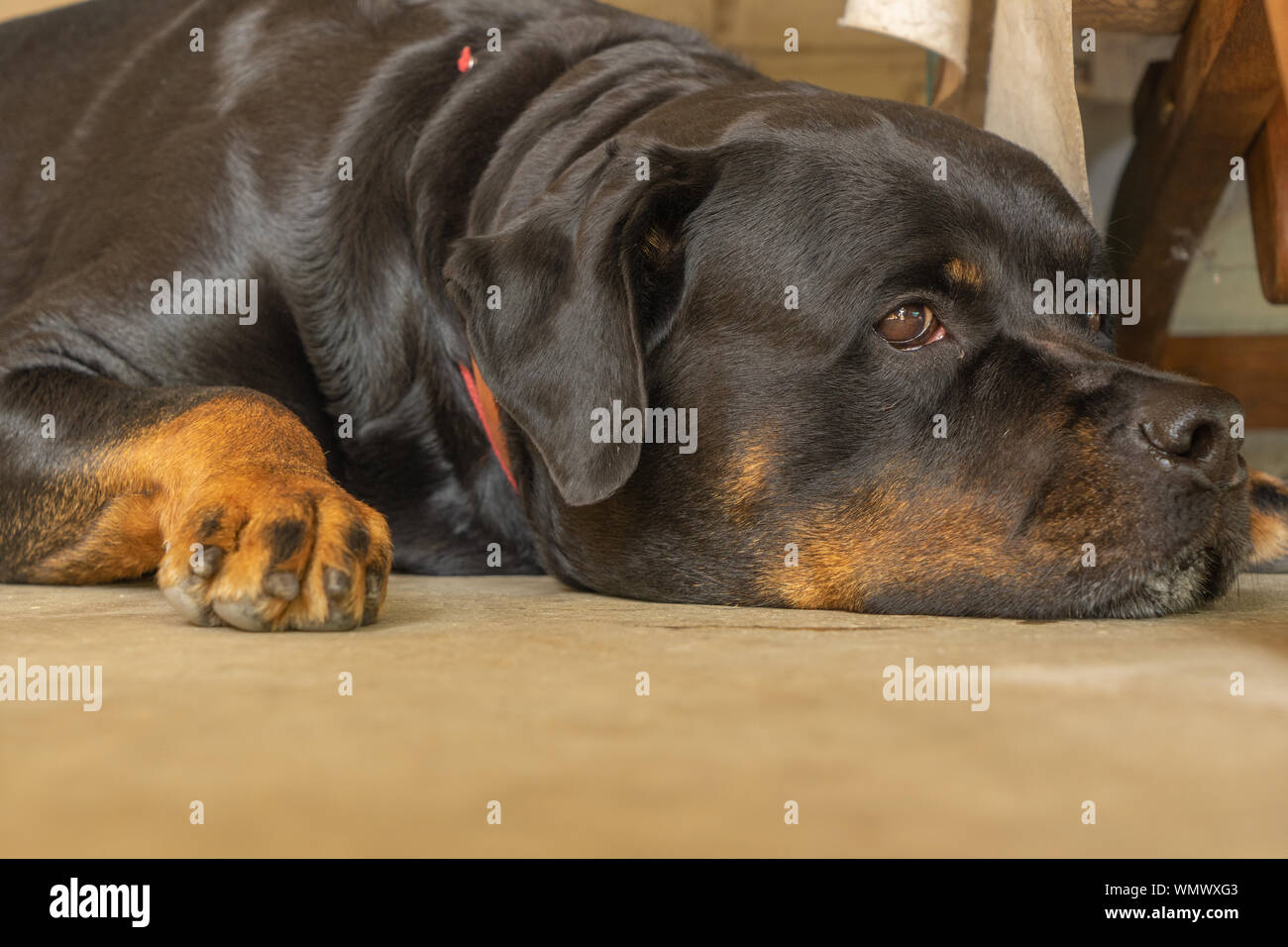Rude dog hi-res stock photography and images - Alamy