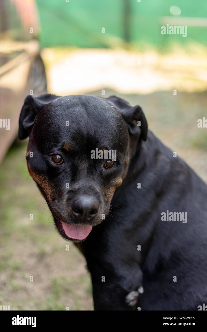 Rude dog hi-res stock photography and images - Alamy