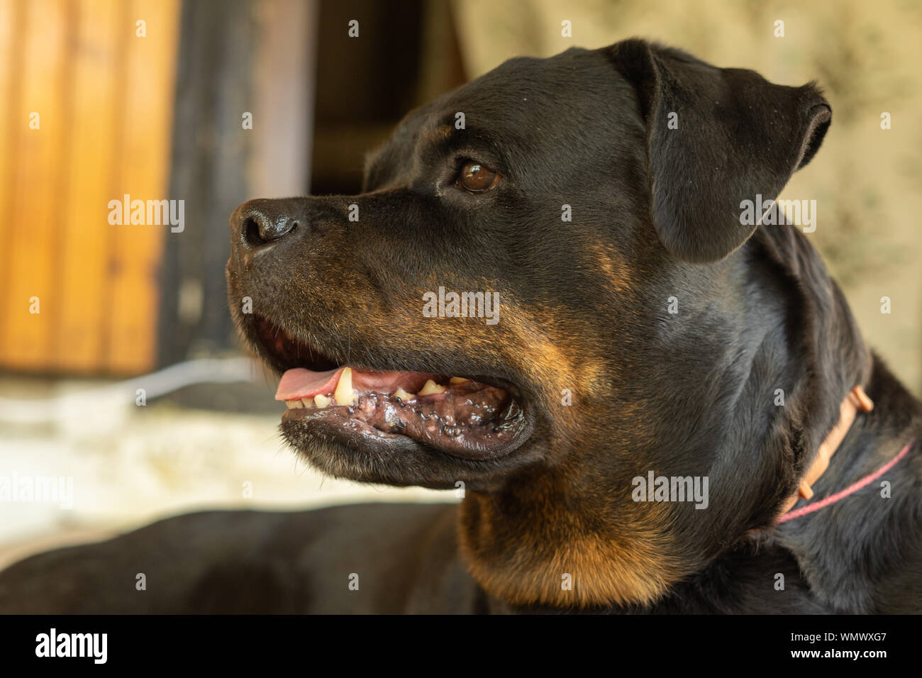 Portrait of a dog breed Rottweiler. A rude dog Stock Photo - Alamy